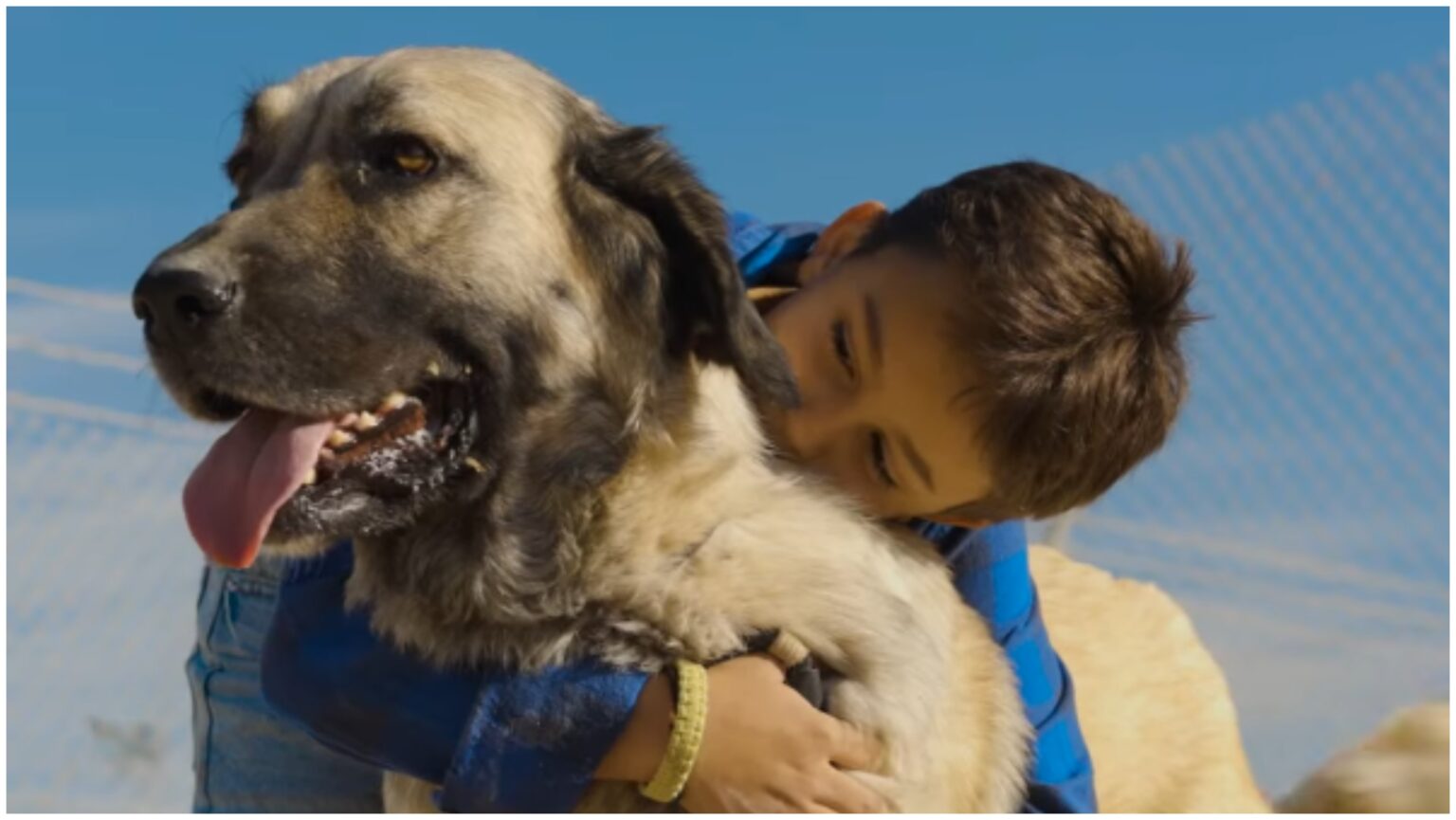 Υιοθέτησε, σώσε, αγάπησε: Το μήνυμα του Simba Animal Aid Cyprus | AlphaNews